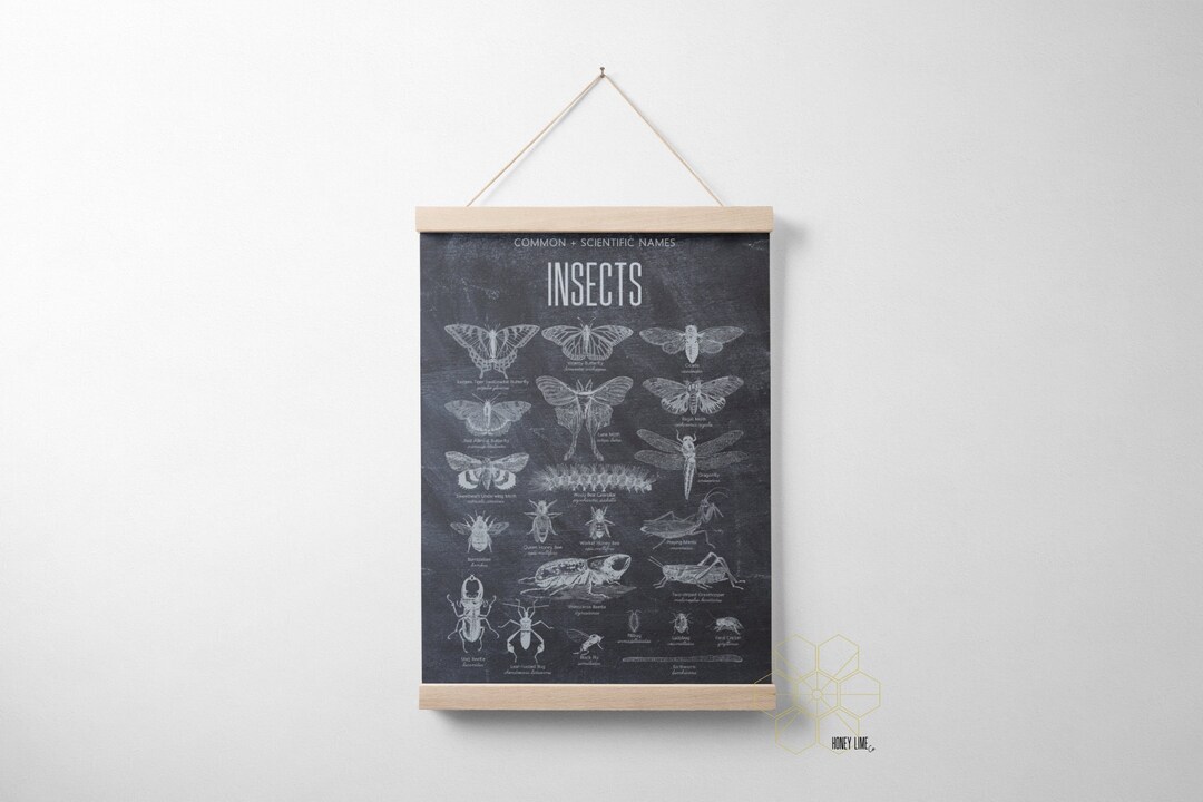 Insect Chart for Homeschool or Classroom Poster With Hanger Frame - Etsy