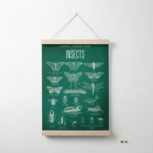 Insect Chart for Homeschool or Classroom Poster With Hanger Frame - Etsy