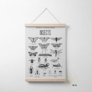 Insect Chart for Homeschool or Classroom Poster With Hanger Frame - Etsy