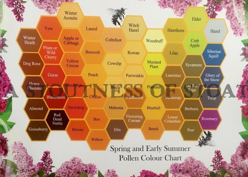 Unframed Honeybee Pollen Colour Chart - Etsy UK