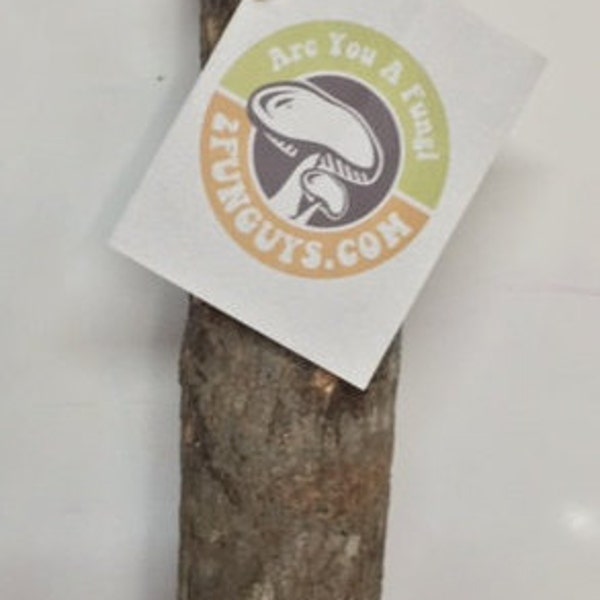 Pre Inoculated Mushroom Log - Etsy