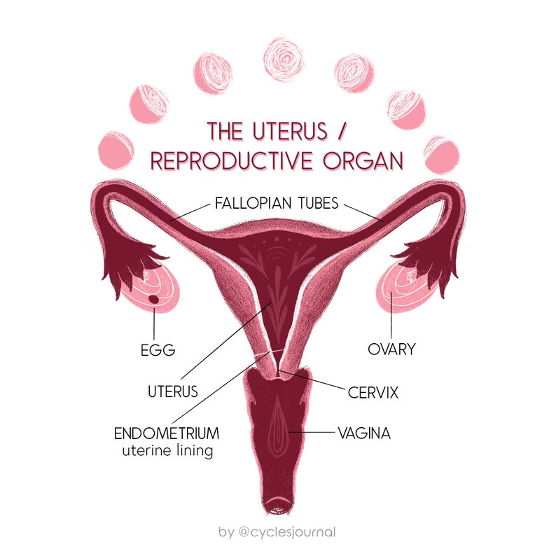 Its Called A Vulva Know Your Reproductive Anatomy Etsy