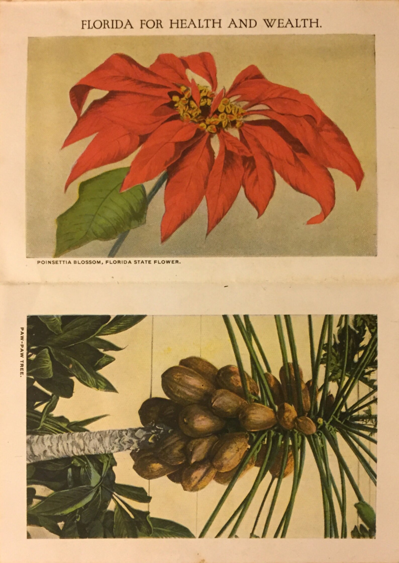 Vintage Postcard Book: Come to Florida for Health and Wealth - Etsy