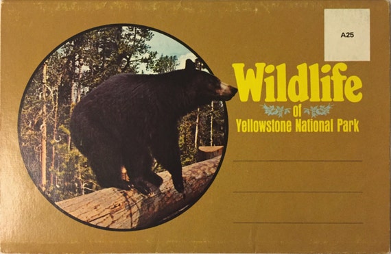 Vintage Postcard Book: Wildlife of Yellowstone National Park | Etsy