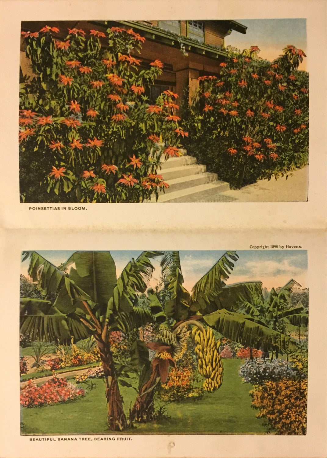 Vintage Postcard Book: Come to Florida for Health and Wealth - Etsy