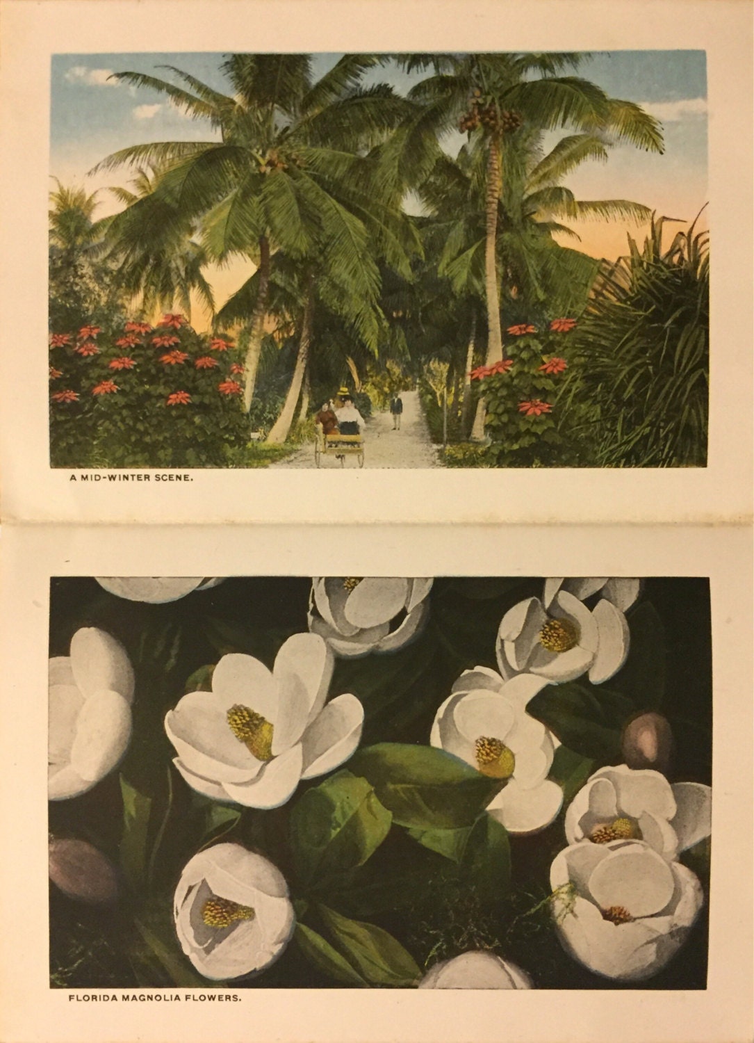 Vintage Postcard Book: Come to Florida for Health and Wealth - Etsy