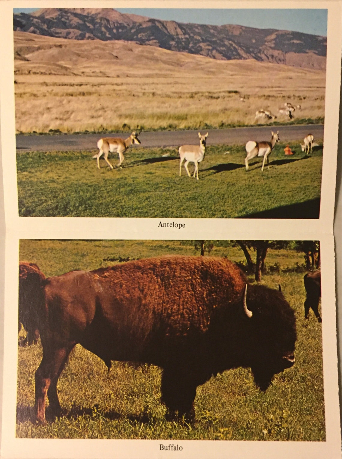 Vintage Postcard Book: Wildlife of Yellowstone National Park (1970s) - Etsy