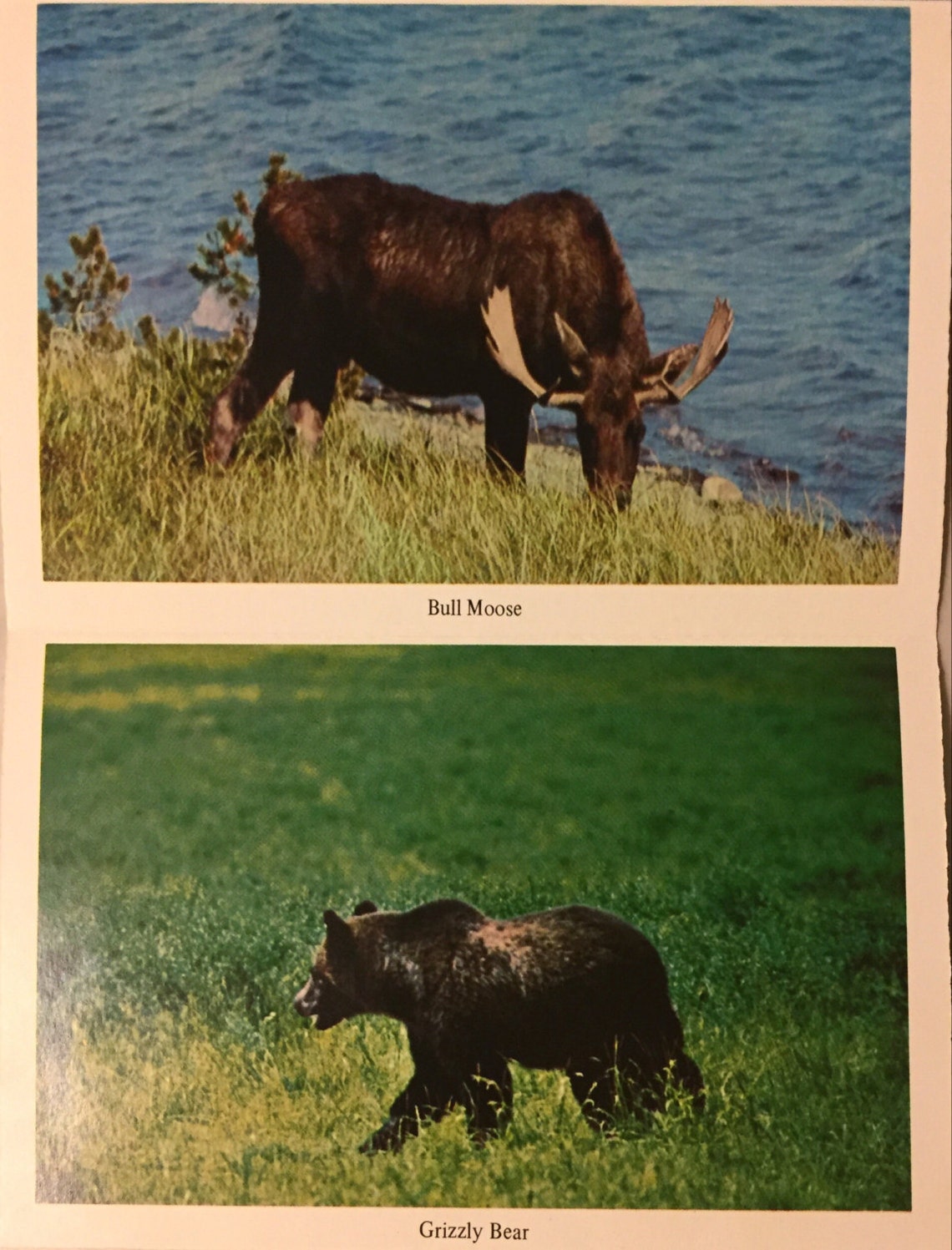Vintage Postcard Book: Wildlife of Yellowstone National Park 1970s - Etsy