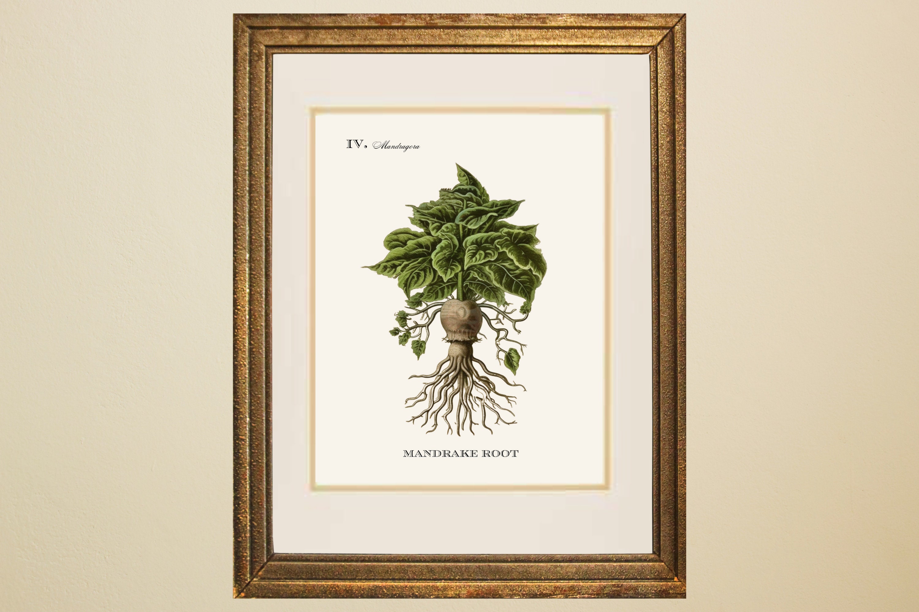 Digital Download - Wizarding Botanical Prints: Magical Plant Collection ...