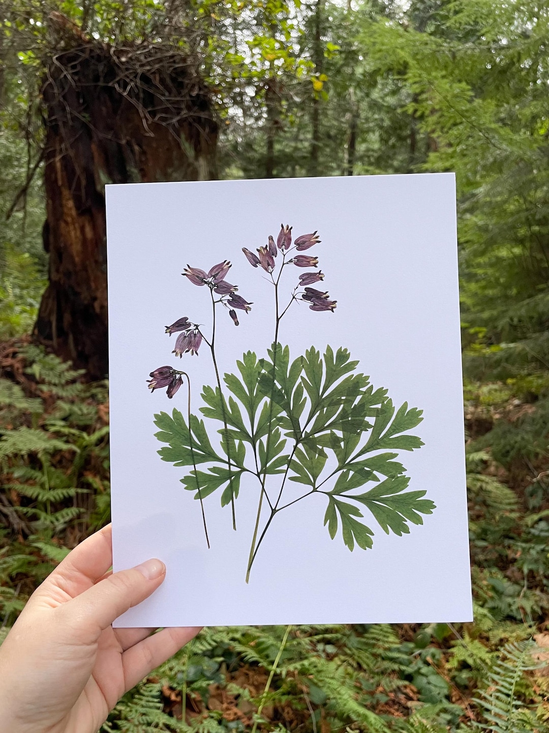Pressed Pacific Bleeding Heart Flower Art Print | West Coast Native ...