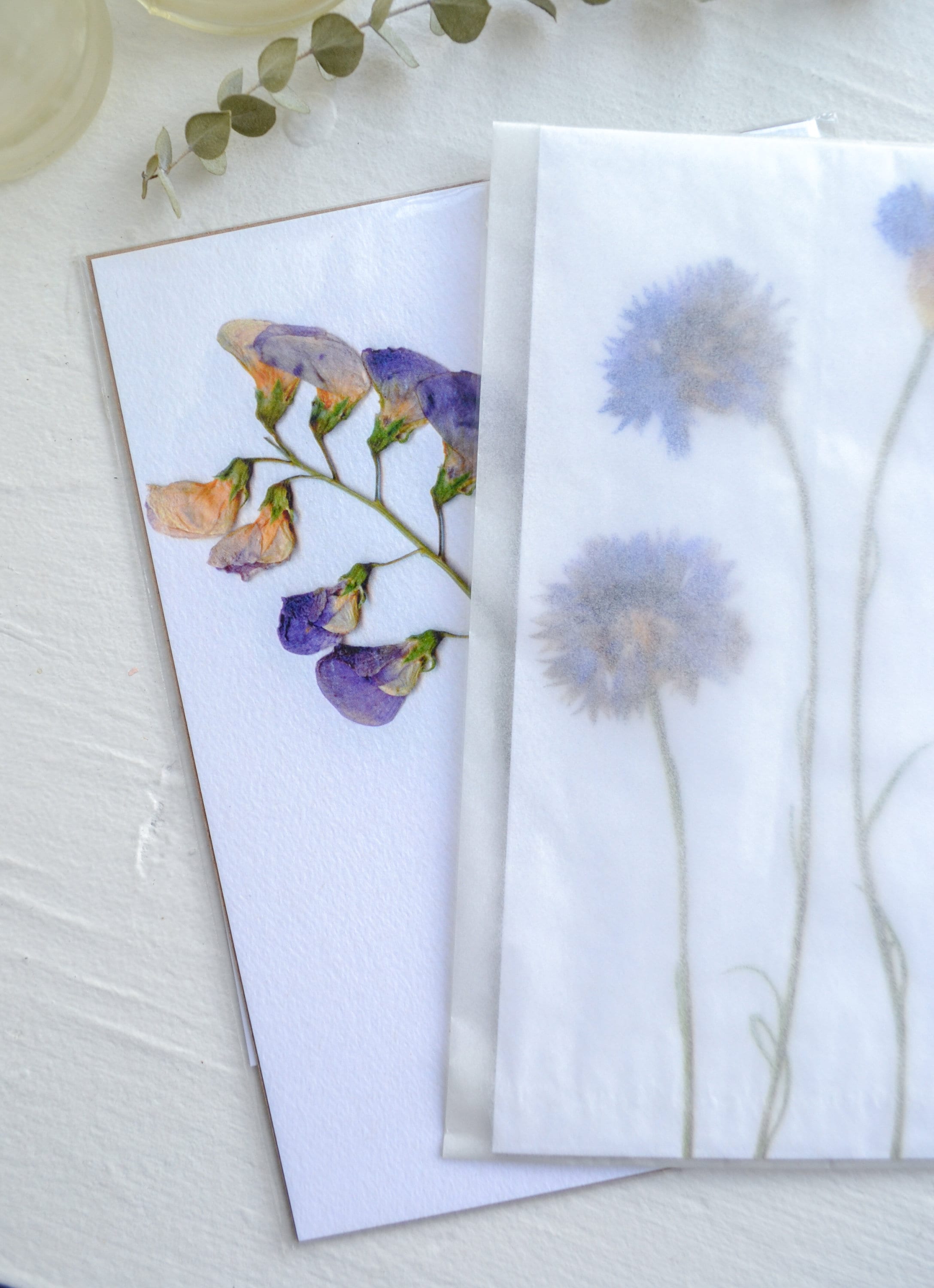 Blue Cornflower Print 5x7 Pressed Flower Botanical Print | Etsy