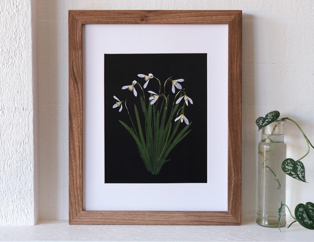 Snowdrop Pressed Flower Art Print With Black Background 8x10 - Etsy