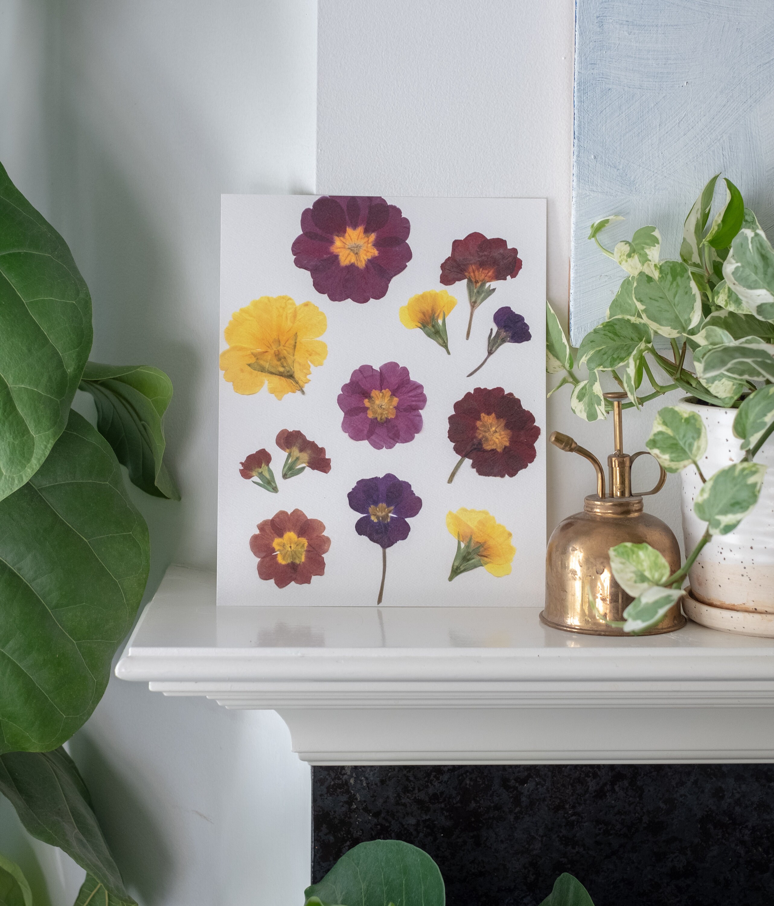 Primrose Pressed Flower Art Print 8x10 Botanical Print | Etsy