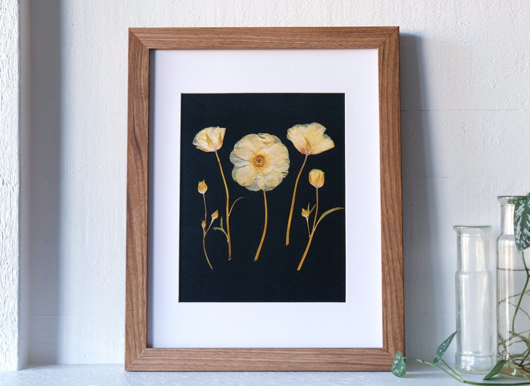 Yellow Ranunculus Group Pressed Flower Print on Black Background - 8x10 ...