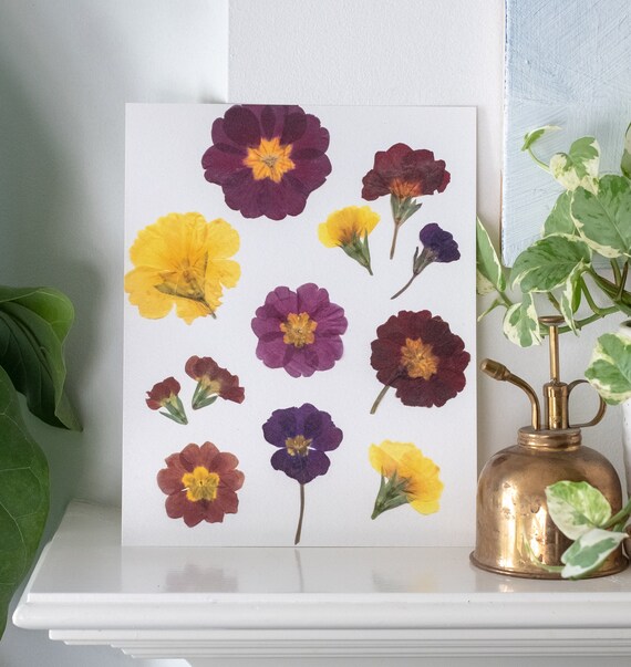 Primrose Pressed Flower Art Print 8x10 Botanical Wall Art | Etsy