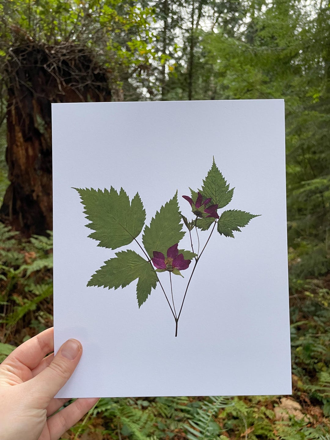 Pressed Salmonberry Flower Print Pacific Northwest Native Plant Art - Etsy