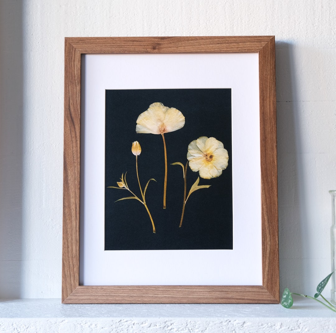 Yellow Ranunculus Trio Pressed Flower Print on Black Background 8x10 ...