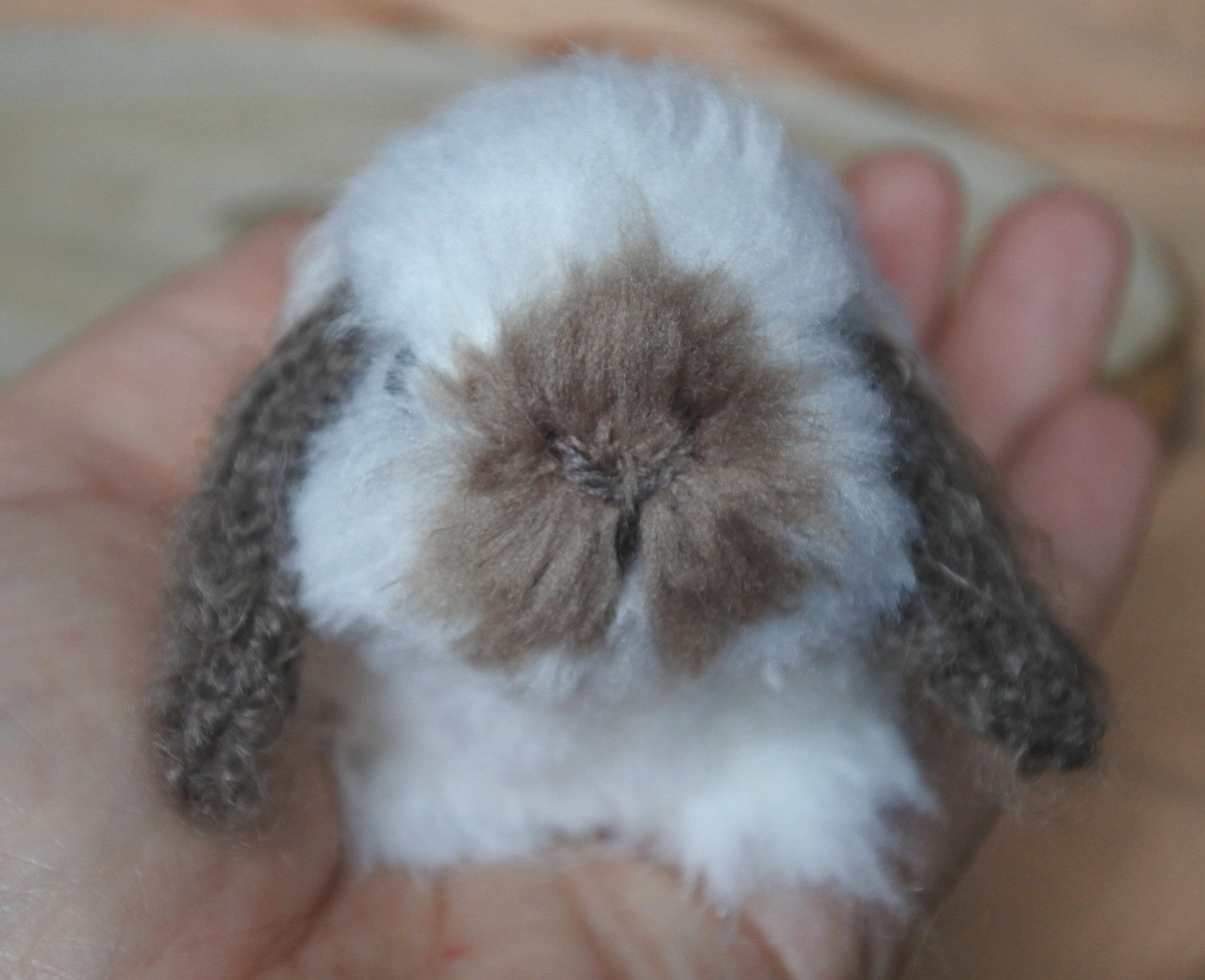 Miniature Cashmere Lop Rabbit