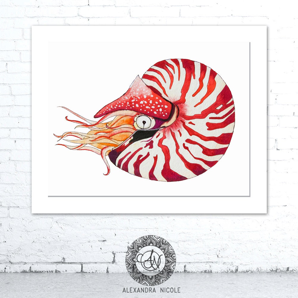 Nautilus Shell Print Coastal Wall Art Sea Shell Art Beach - Etsy