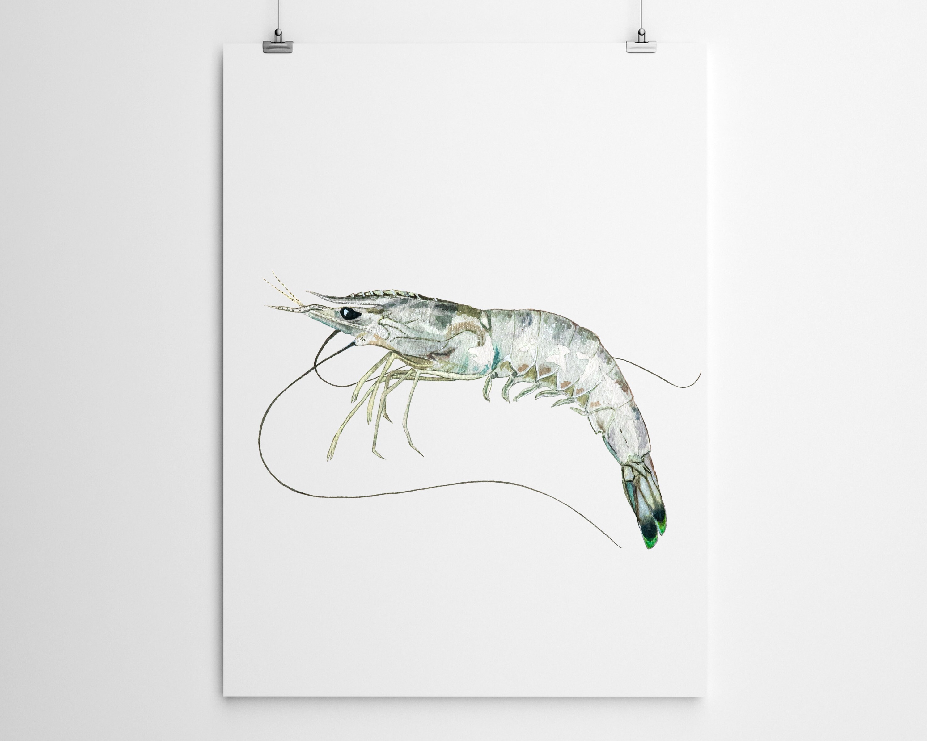 Shrimp Print Shrimp Watercolor Shrimp Art - Etsy