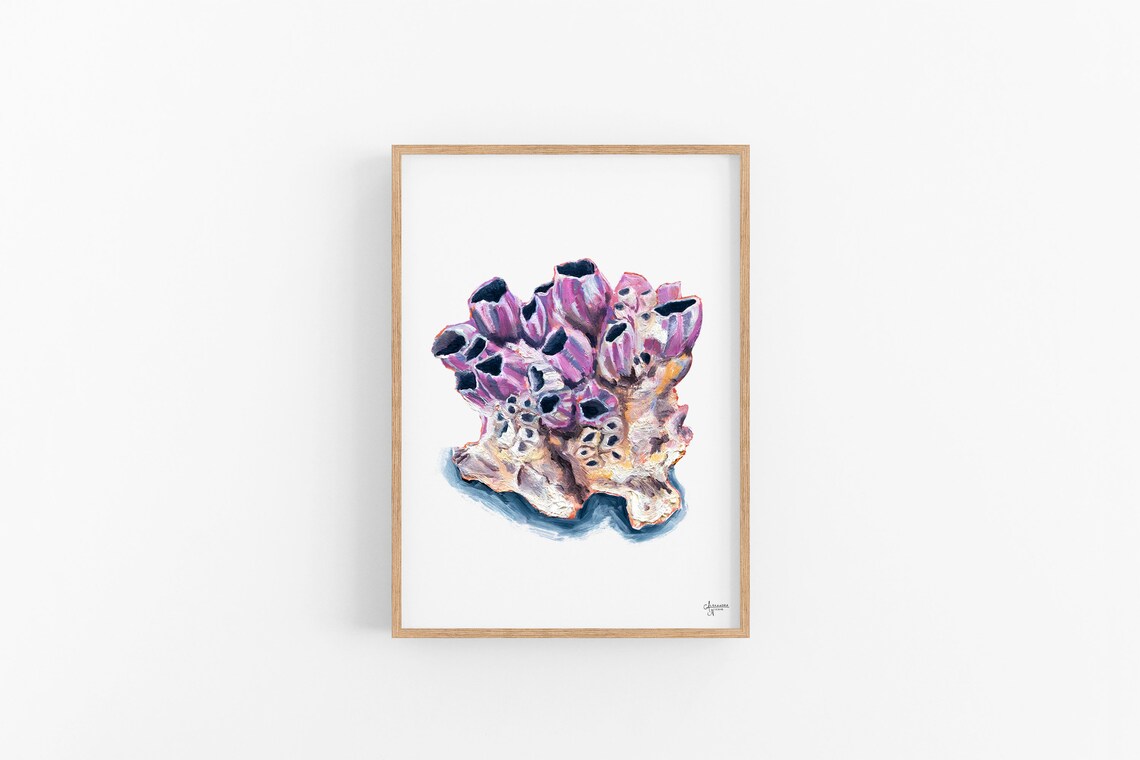 Barnacle Print Titan Acorn Barnacle Shell Art Sea Shell | Etsy