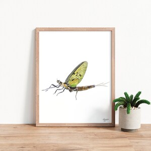 Mayfly Watercolor Print, Watercolor Bug Art, Nature Inspired Decor, Fly ...