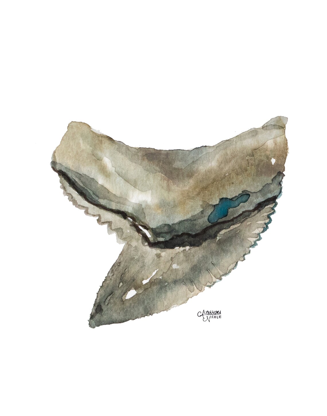 Tiger Shark Tooth Watercolor No. 4 Shark Tooth Print Shark | Etsy