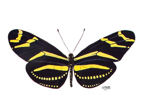 Zebra Longwing Butterfly Drawing