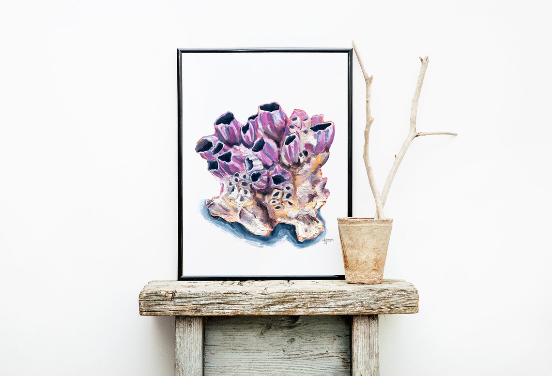 Barnacle Print Titan Acorn Barnacle Shell Art Sea Shell | Etsy