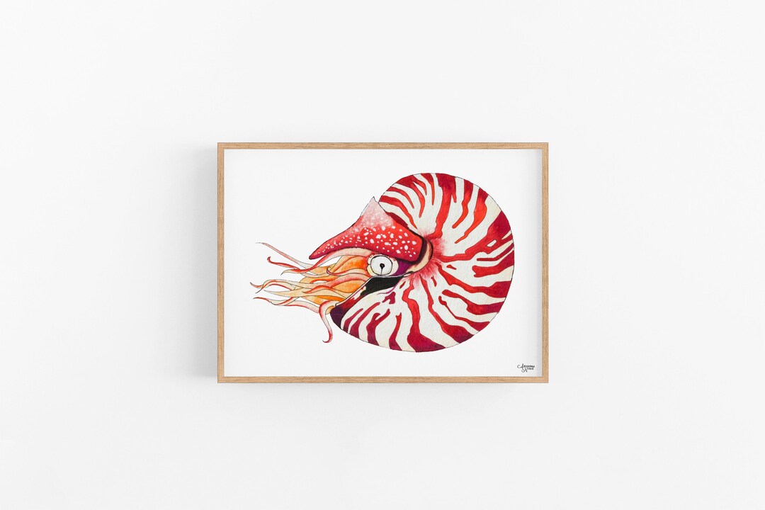 Nautilus Shell Print, Coastal Wall Art, Sea Shell Art, Beach House ...
