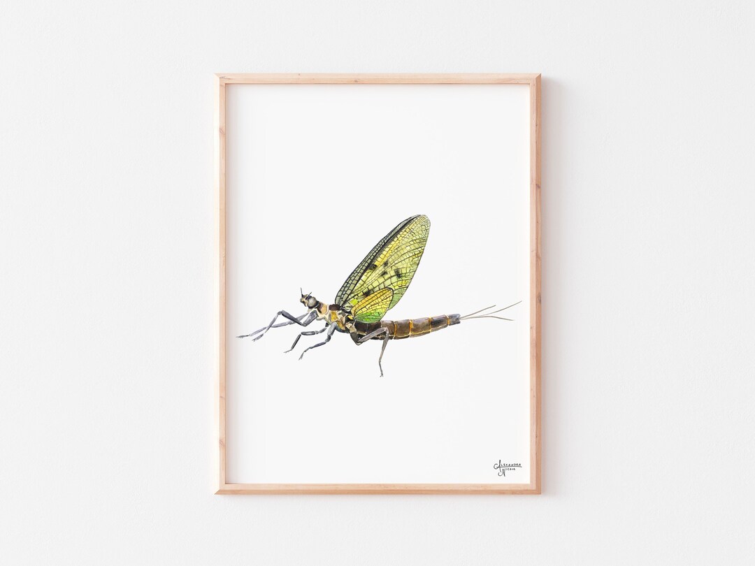 Mayfly Watercolor Print, Watercolor Bug Art, Nature Inspired Decor, Fly ...