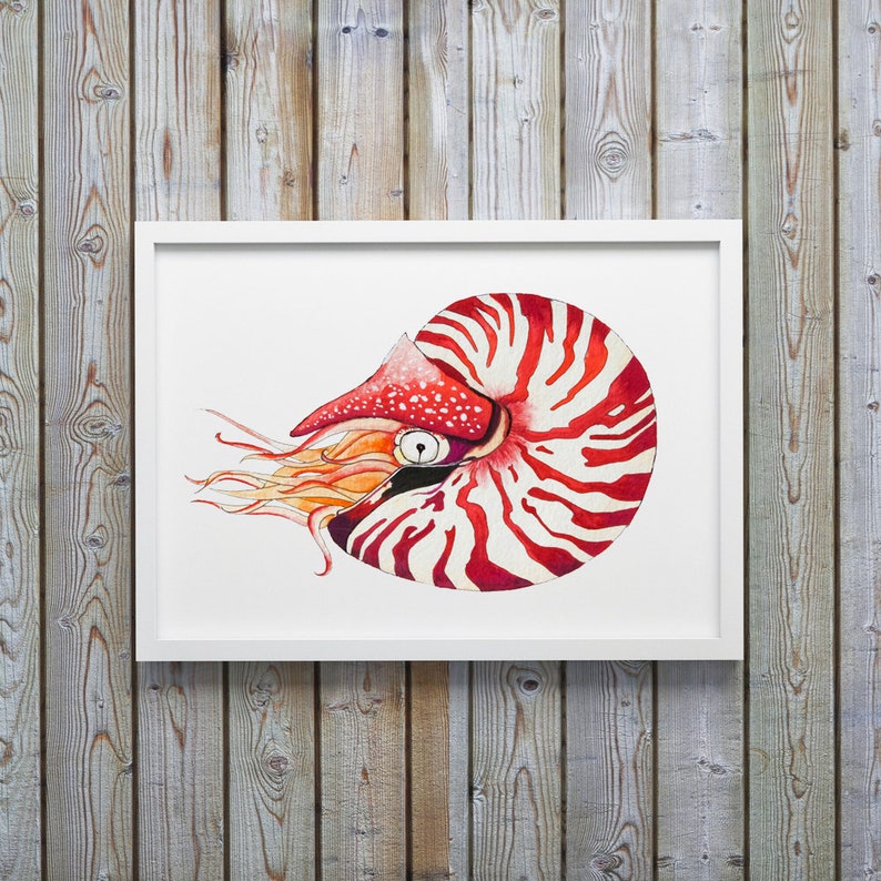Nautilus Shell Print Coastal Wall Art Sea Shell Art Beach - Etsy