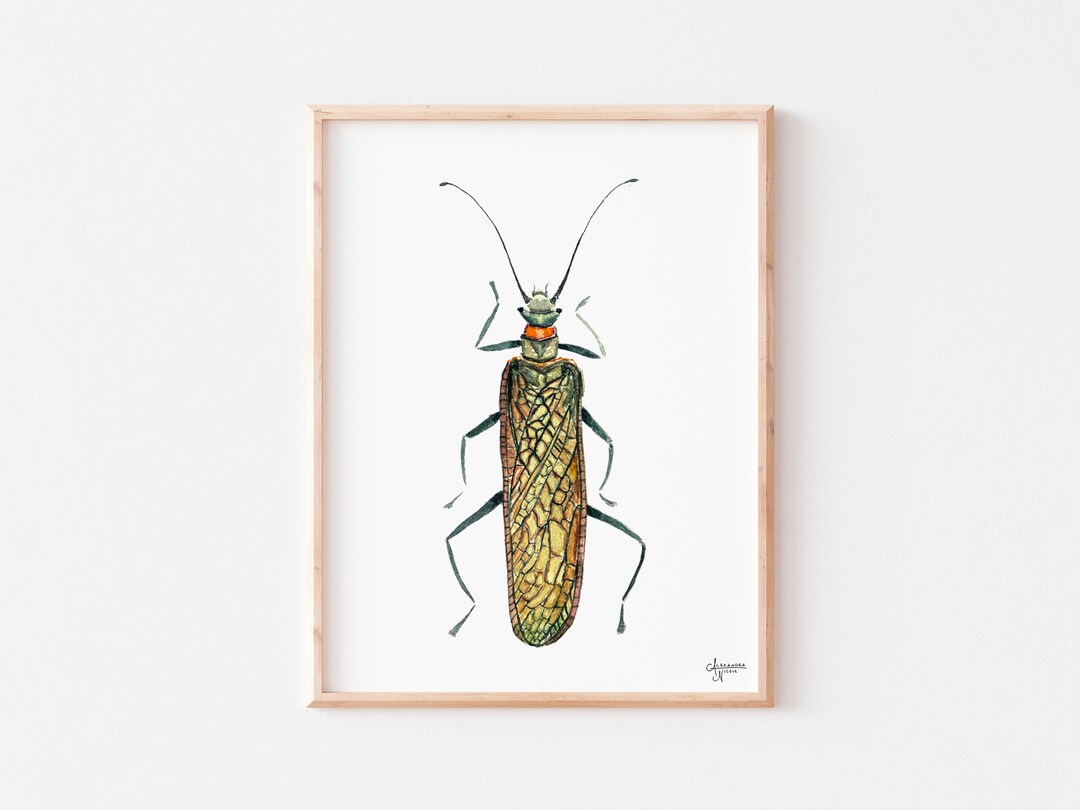 Salmonfly Watercolor Print, Fly Fishing Art, Insect Artwork, Gift for ...
