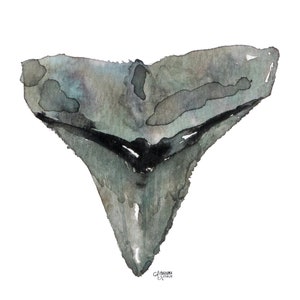 Bull Shark Tooth Watercolor Art Print, No. 6, Minimalist Beach Decor - Etsy