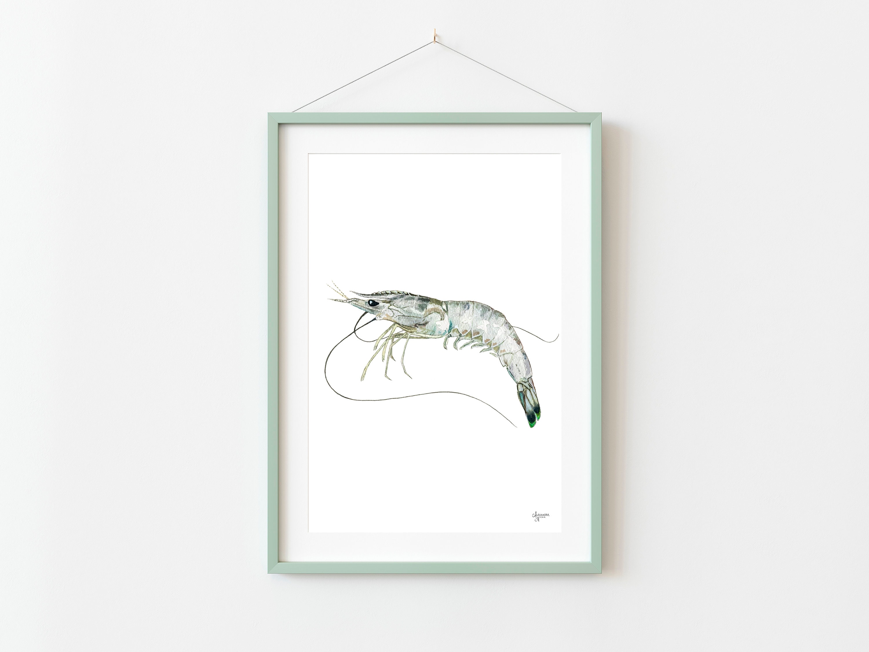 Shrimp Print Shrimp Watercolor Shrimp Art - Etsy