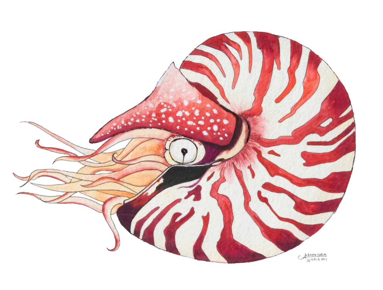 Nautilus Shell Print Coastal Wall Art Sea Shell Art Beach - Etsy