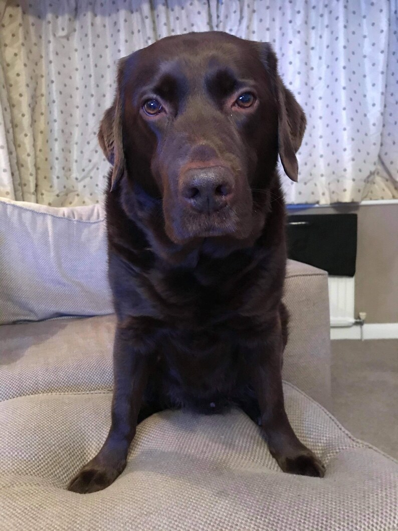 Pencil Crayon Pet Portrait - Etsy