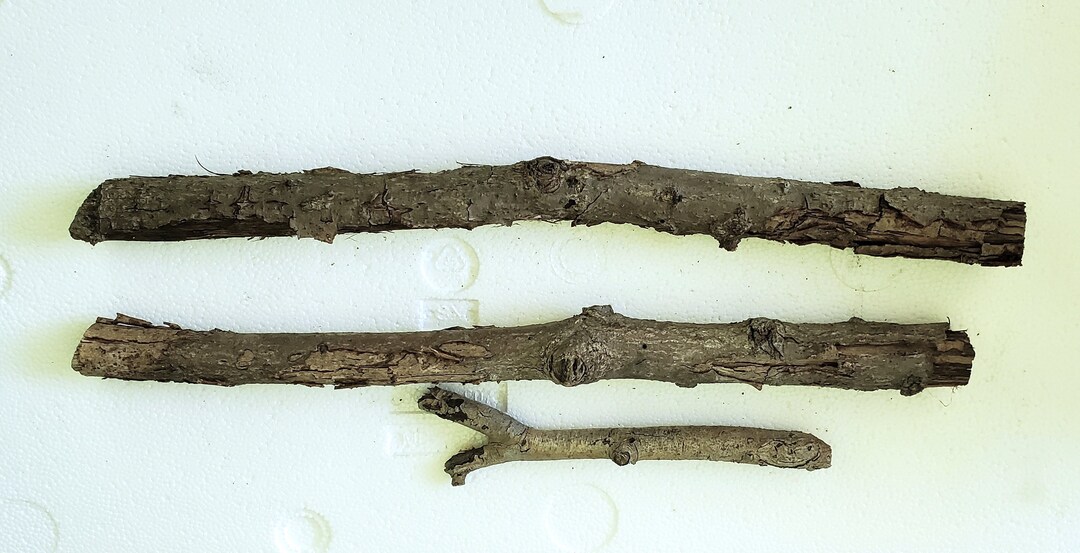 Weeping Willow Sticks Twigs Lot #57- 5/8"-1 1/4" Thick -3 Pieces 8"-18 ...