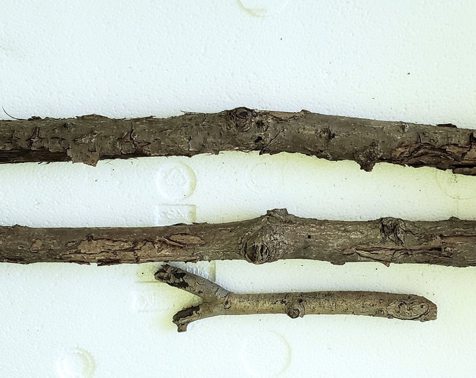 Weeping Willow Sticks Twigs Lot #50- 1/2"-1 5/8" Thick -4 Pieces 19"-27 ...