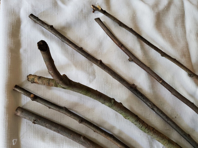 Weeping Willow Sticks Twigs Lot #38- 3/8"-5/8" Thick -6 Pieces 21"-28 ...