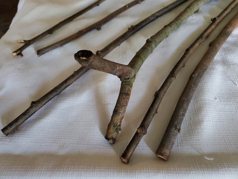 Weeping Willow Sticks Twigs Lot #38- 3/8"-5/8" Thick -6 Pieces 21"-28 ...