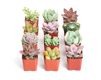 Unique Succulent Plant Collection Live Succulents Potted - Etsy