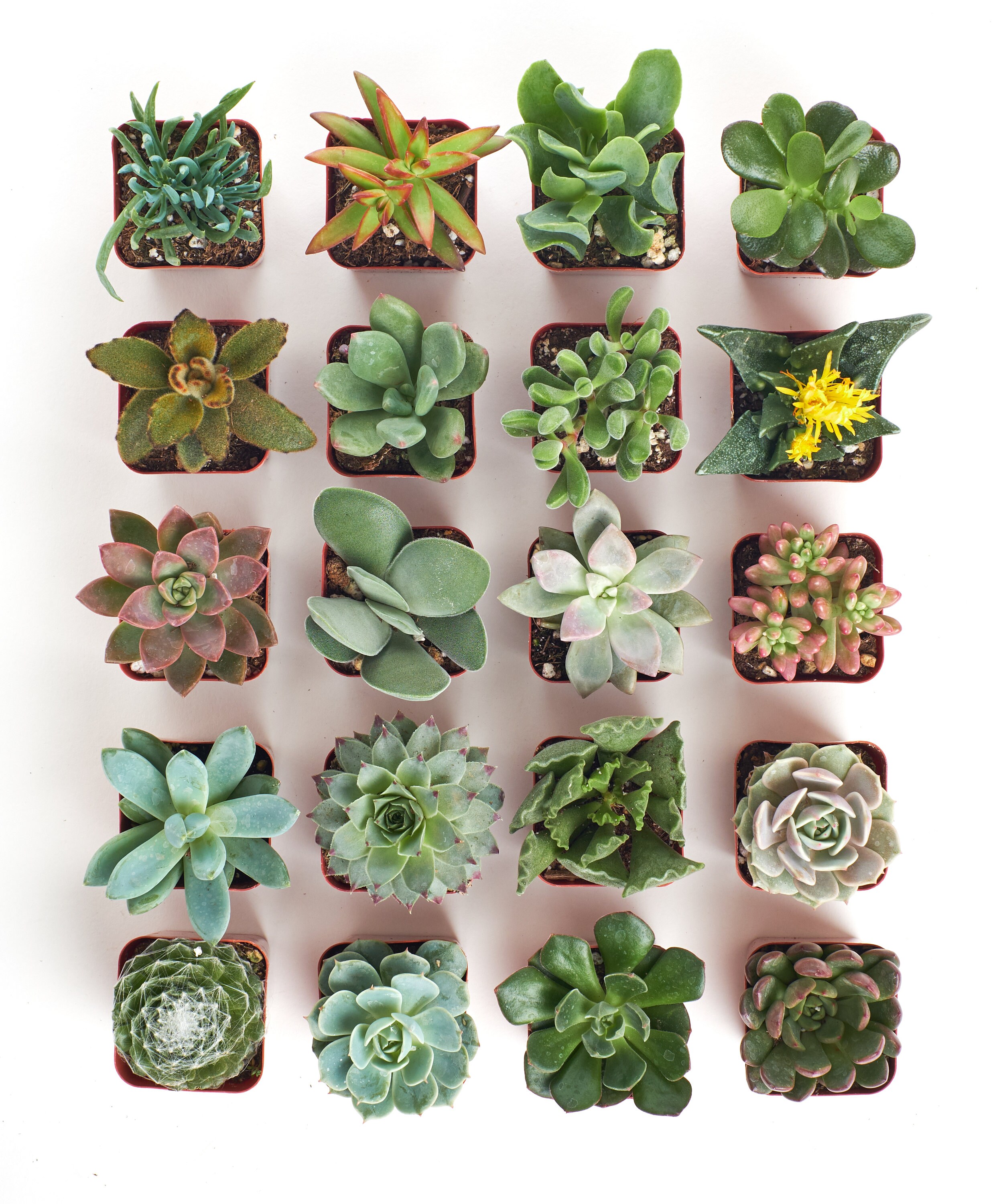 Unique Succulent Plant Collection Live Succulents Potted - Etsy