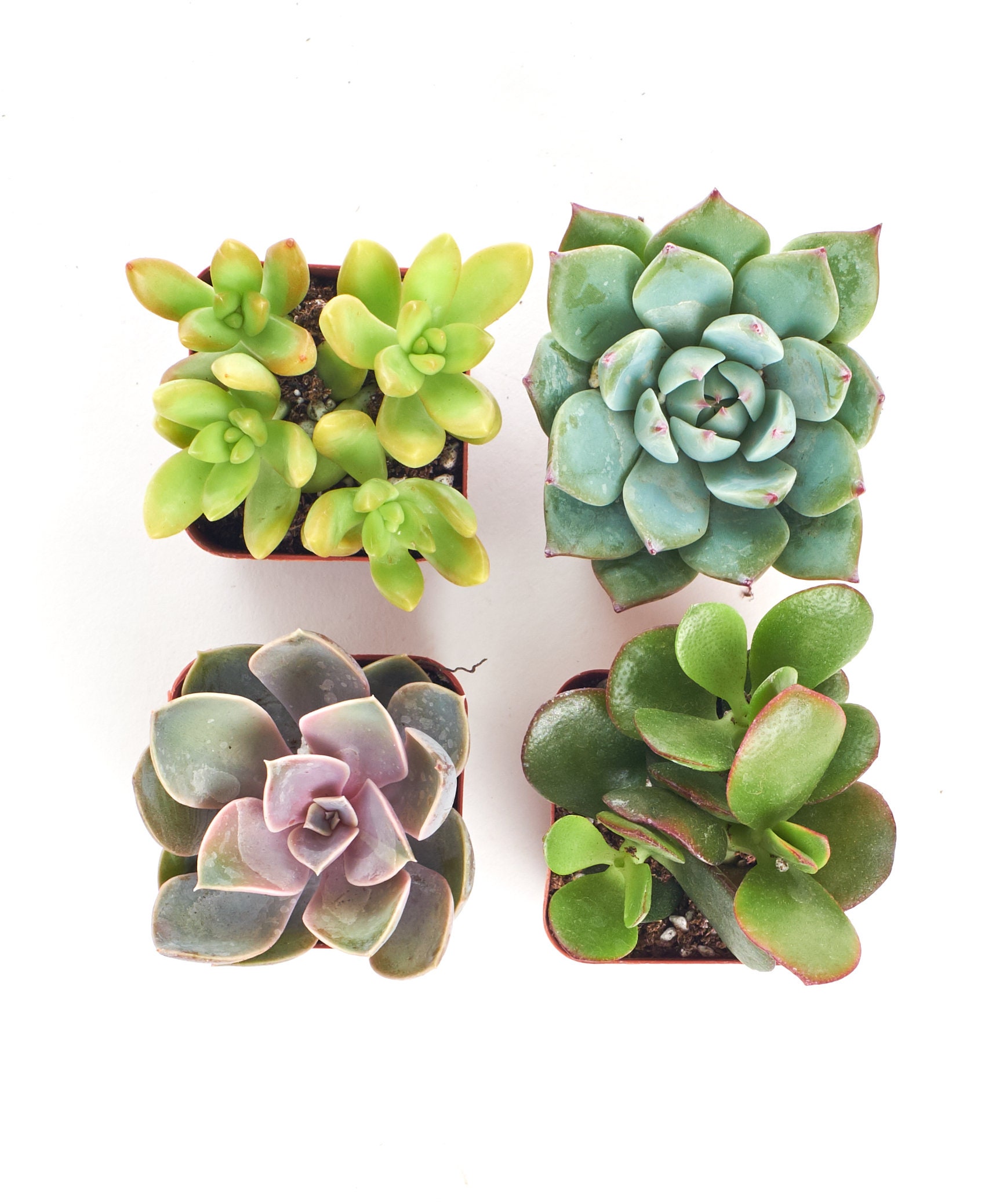 Unique Succulent Plant Collection Live Succulents Potted - Etsy