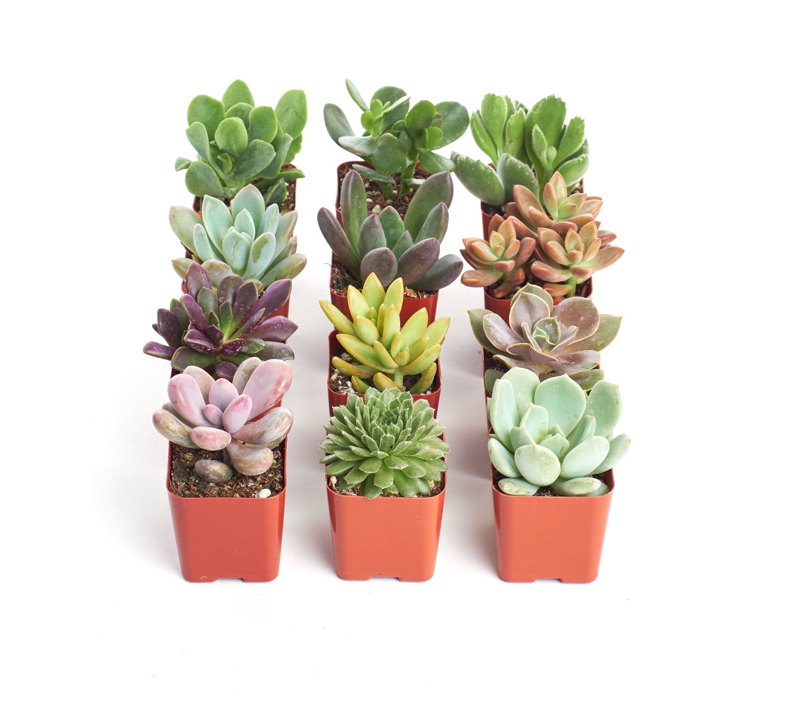 Unique Succulent Plant Collection live succulents potted | Etsy