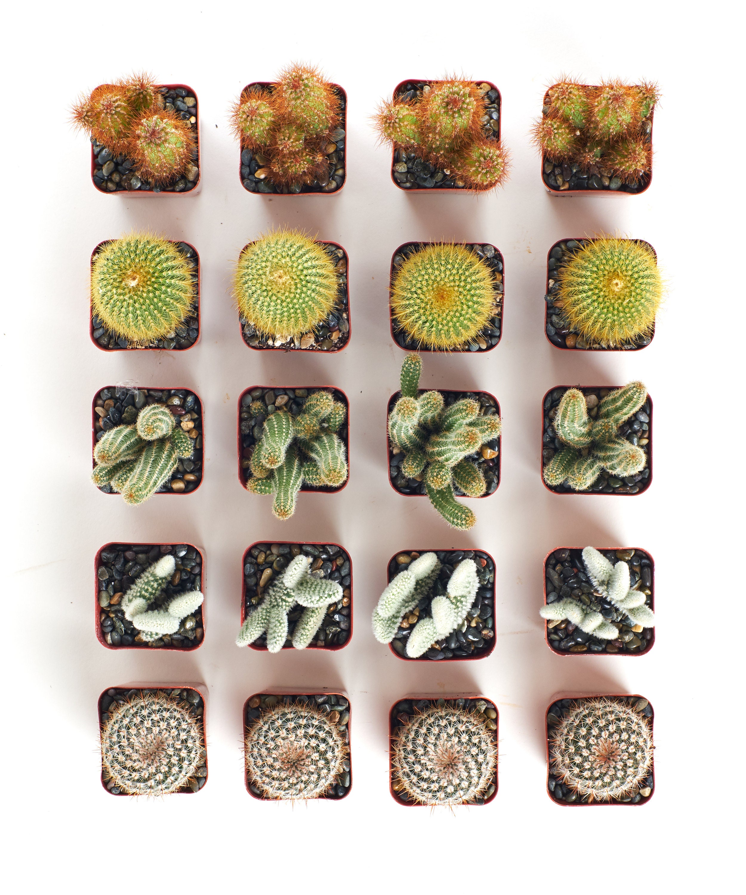 Assorted Cactus collection of 4 | Etsy