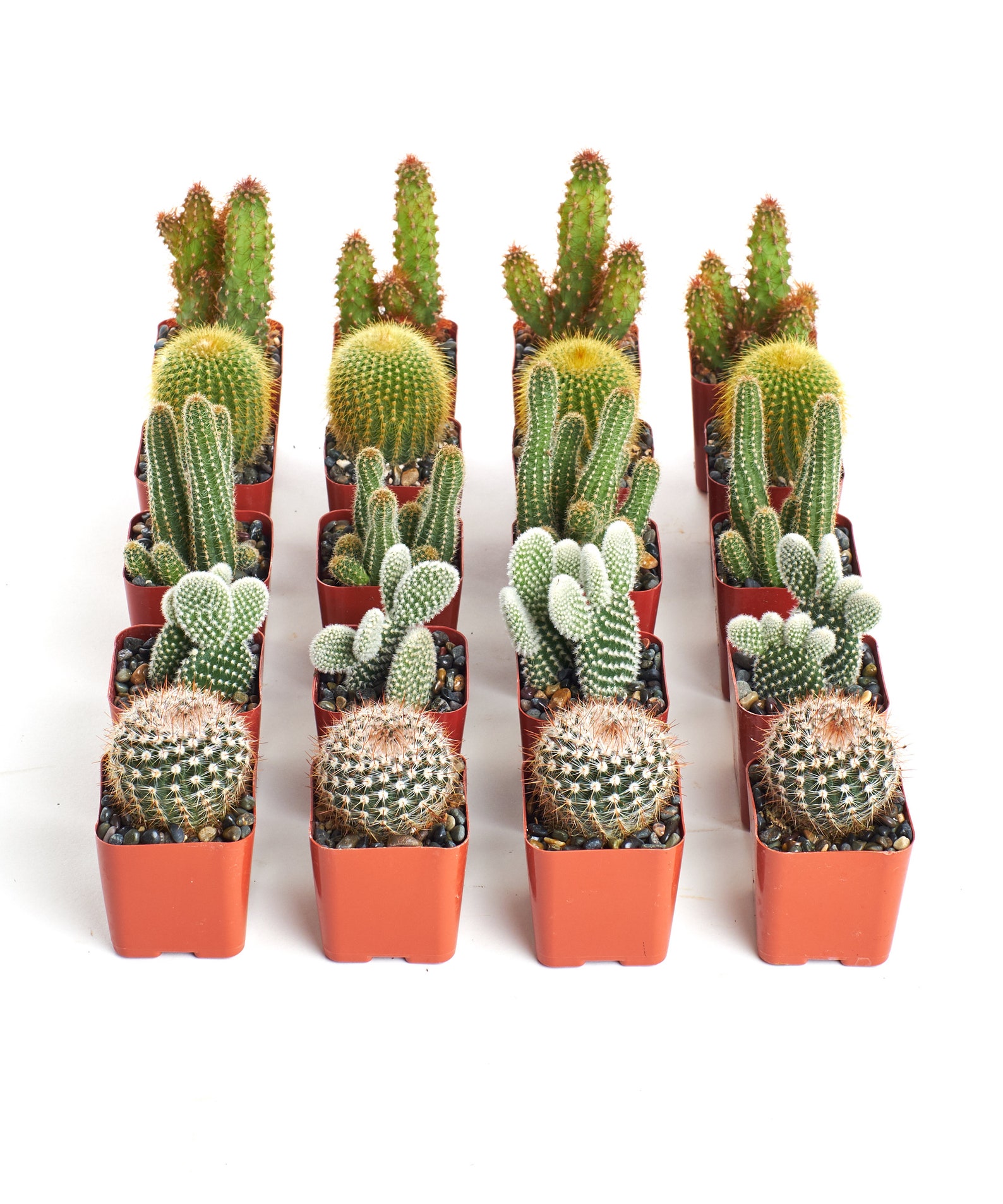 Assorted Cactus collection of 4 | Etsy