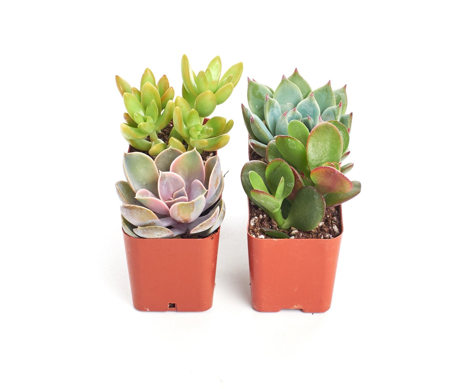 Unique Succulent Plant Collection Live Succulents Potted - Etsy