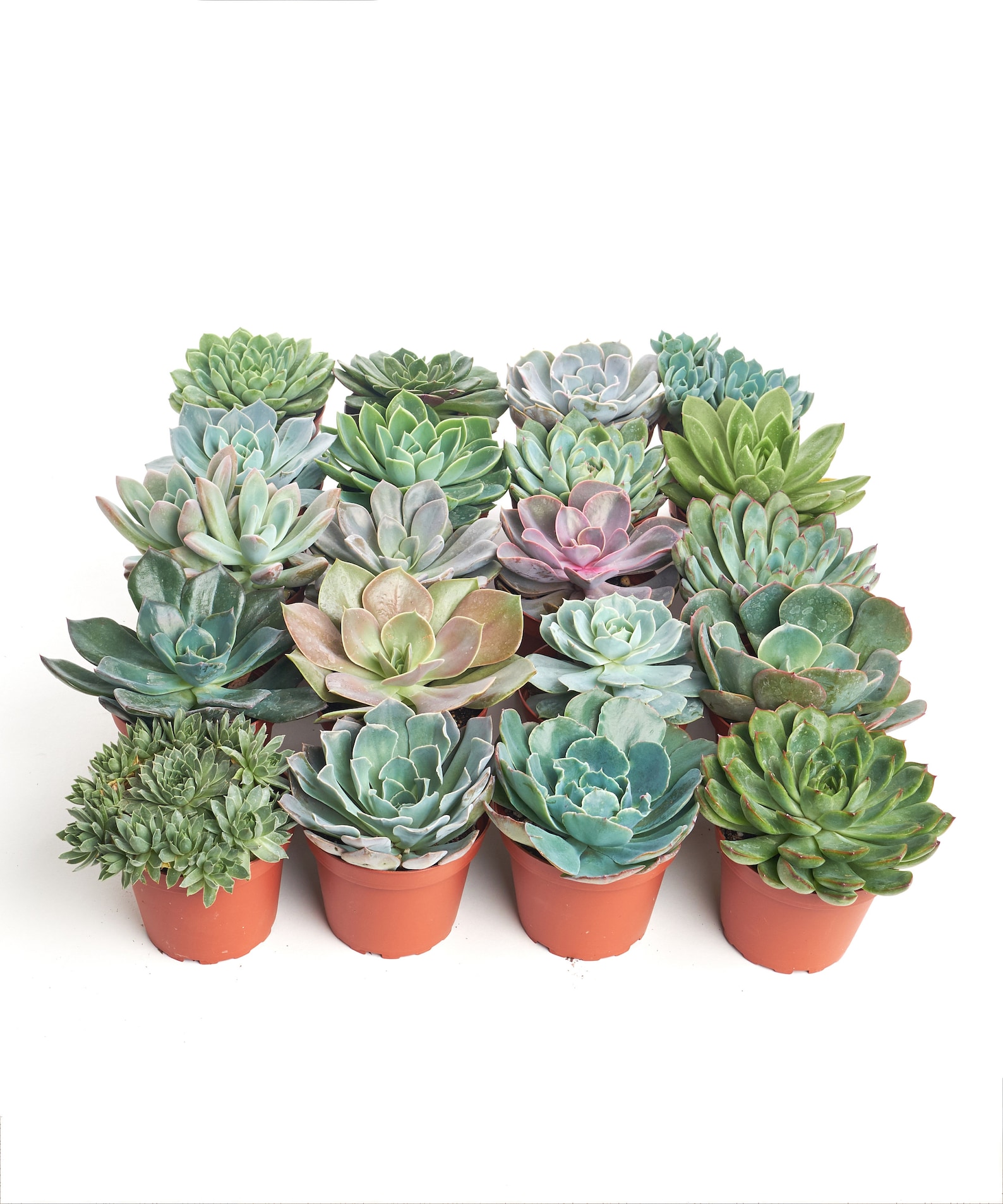 Assorted Succulent Plants 4 Collection live | Etsy