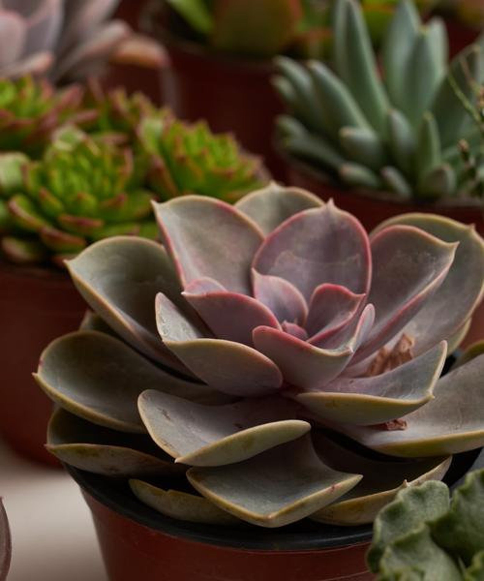 Assorted Succulent Plants 4 Collection live | Etsy